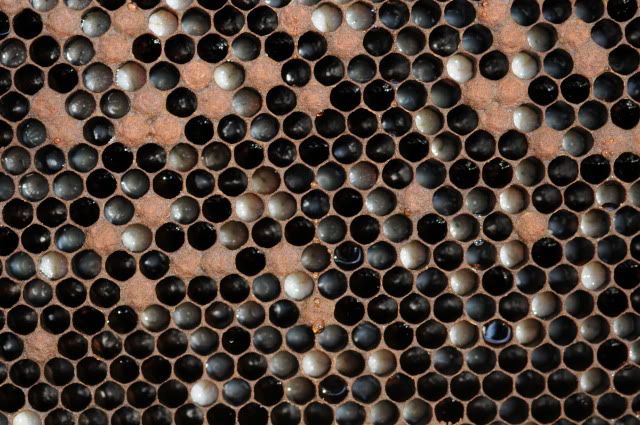 How to tell if I have a laying worker or a new queen? | Beesource Beekeeping Forums