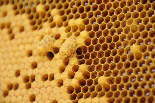 Why queen cell location??? | Beesource Beekeeping Forums