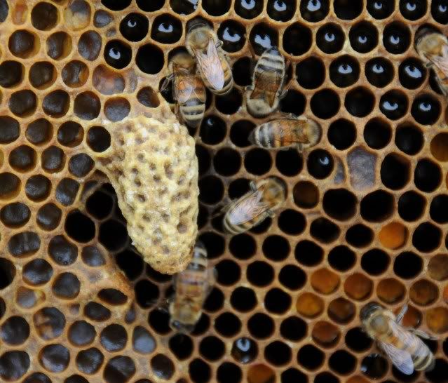 Why queen cell location??? | Beesource Beekeeping Forums
