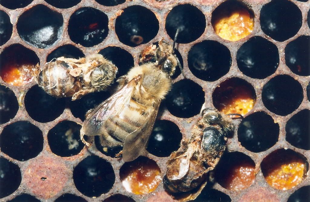 What to look for in a dead out? | Beesource Beekeeping Forums