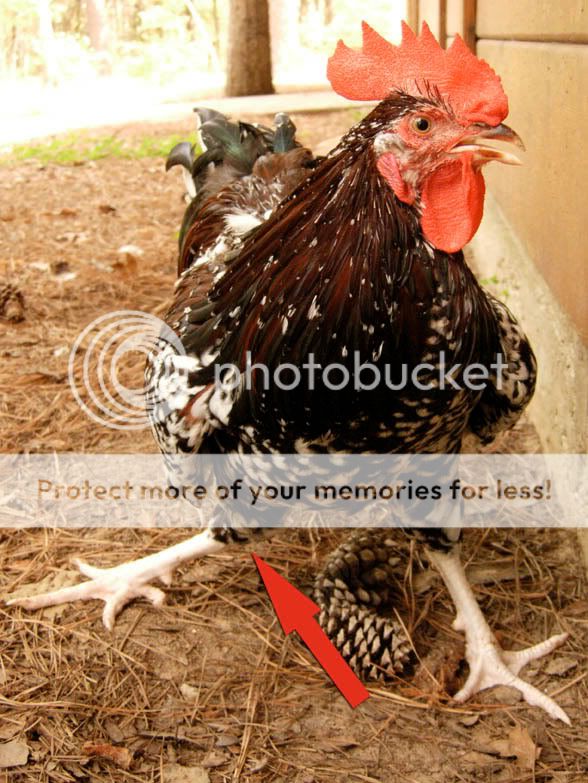 Crippled rooster | BackYard Chickens - Learn How to Raise Chickens