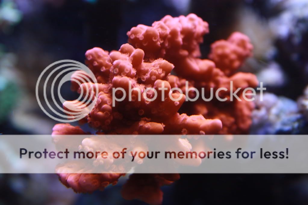 Tyree Montipora Setosa | REEF2REEF Saltwater and Reef Aquarium Forum