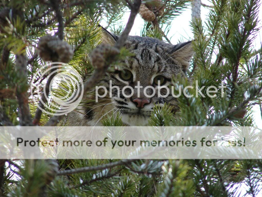 UKC Forums - ALPHA KENNEL...Leading the Pack