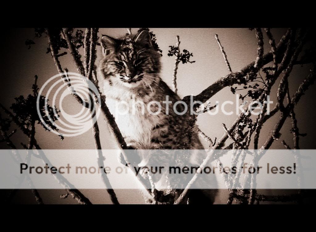 UKC Forums - ALPHA KENNEL...Leading the Pack