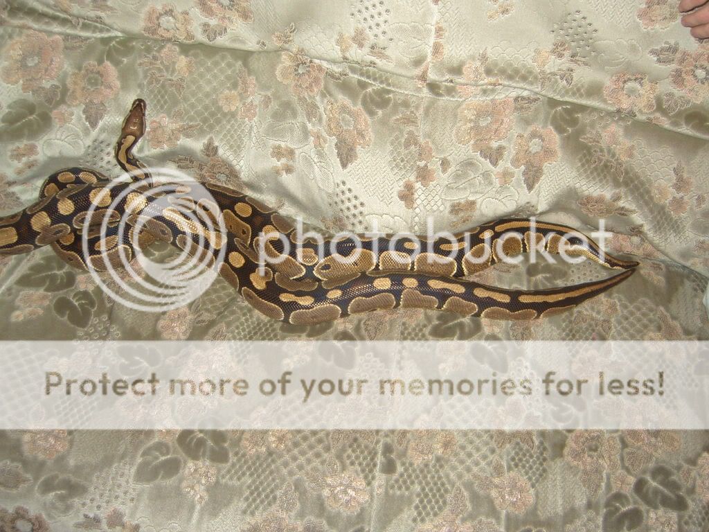 Mix of snakes for sale Essex | Reptile Forums