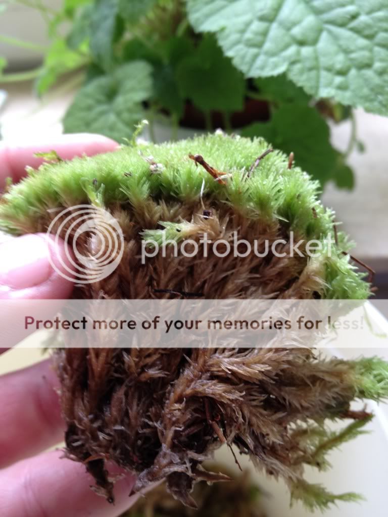Leucobryum glaucum as growing medium - FlyTrapCare Forums
