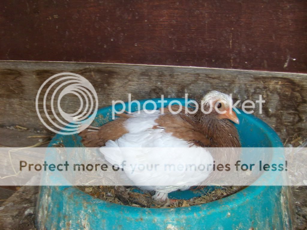 Squab Progression Pics! NEW UPDATED ON PAGE 1! | BackYard Chickens ...