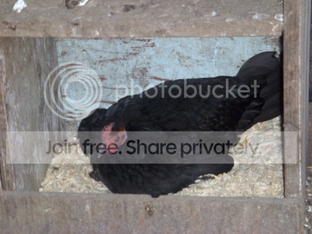 Crazy Crazy Crazy CRAZY stinkin birds!!! DUW! | BackYard Chickens ...