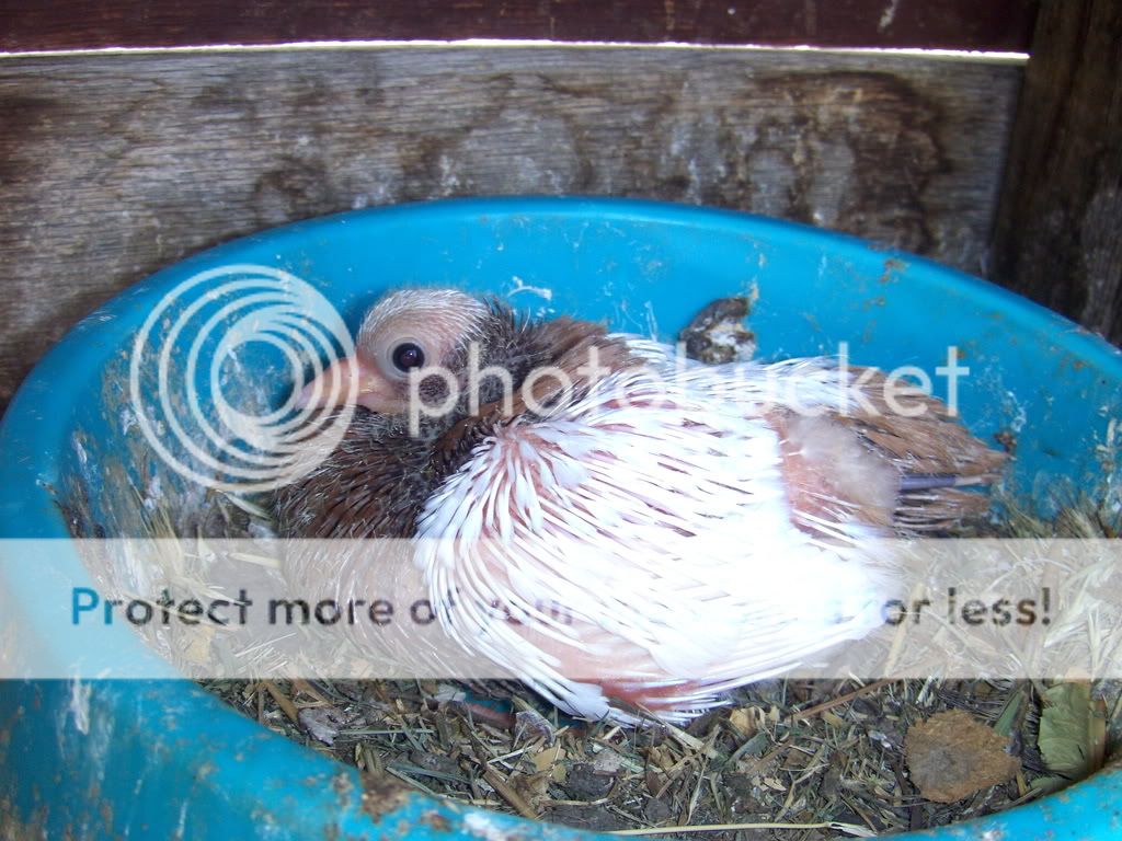 Squab Progression Pics! NEW UPDATED ON PAGE 1! | BackYard Chickens ...