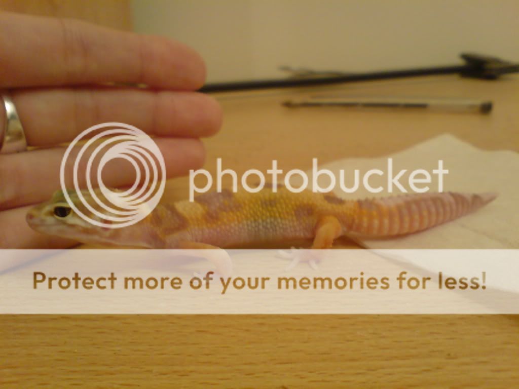 Baby jungle tangerine albino het raptor (special) Lancs | Page 2 ...