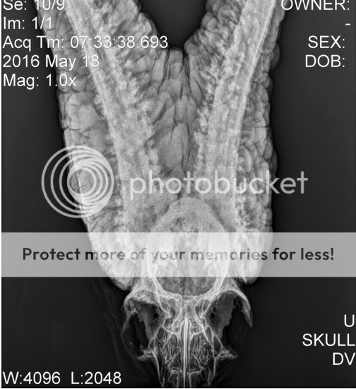 Unique insight into a Roe Peruke | The Stalking Directory