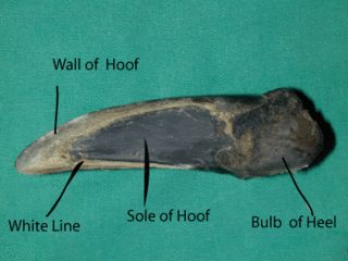Feet and Legs: Upturned Hoof ( Aladdin's Slipper ) | The Stalking Directory
