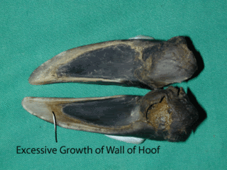 Feet and Legs: Upturned Hoof ( Aladdin's Slipper ) | The Stalking Directory